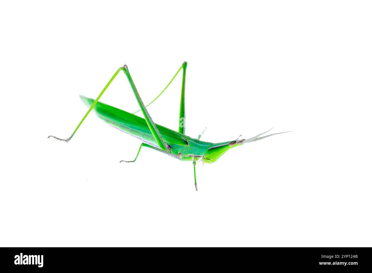 The locusts, a kind of orthoptera insects Stock Photo - Alamy