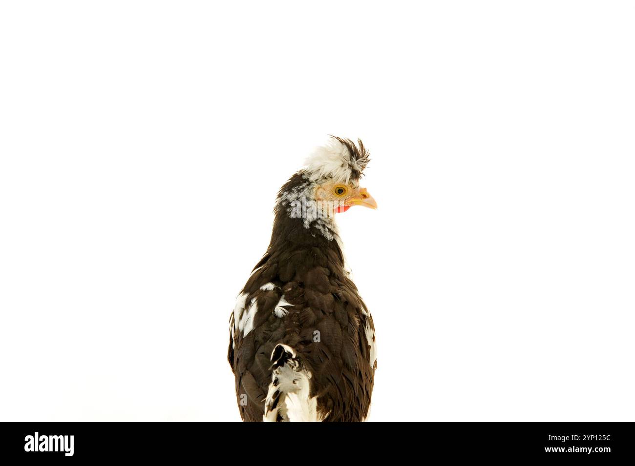 Chicken, chicken wing on a white background Stock Photo - Alamy