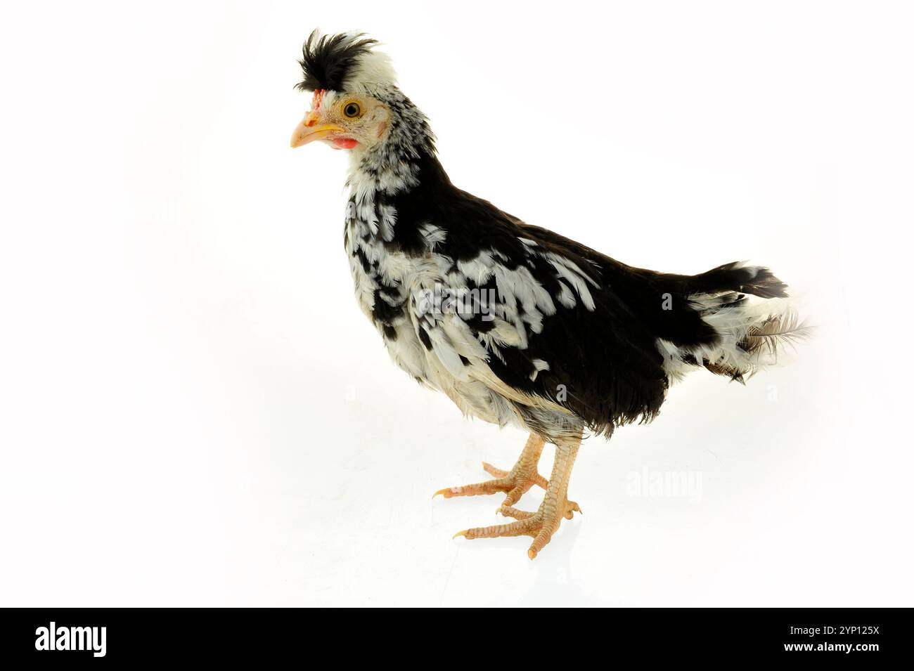 Chicken, chicken wing on a white background Stock Photo - Alamy