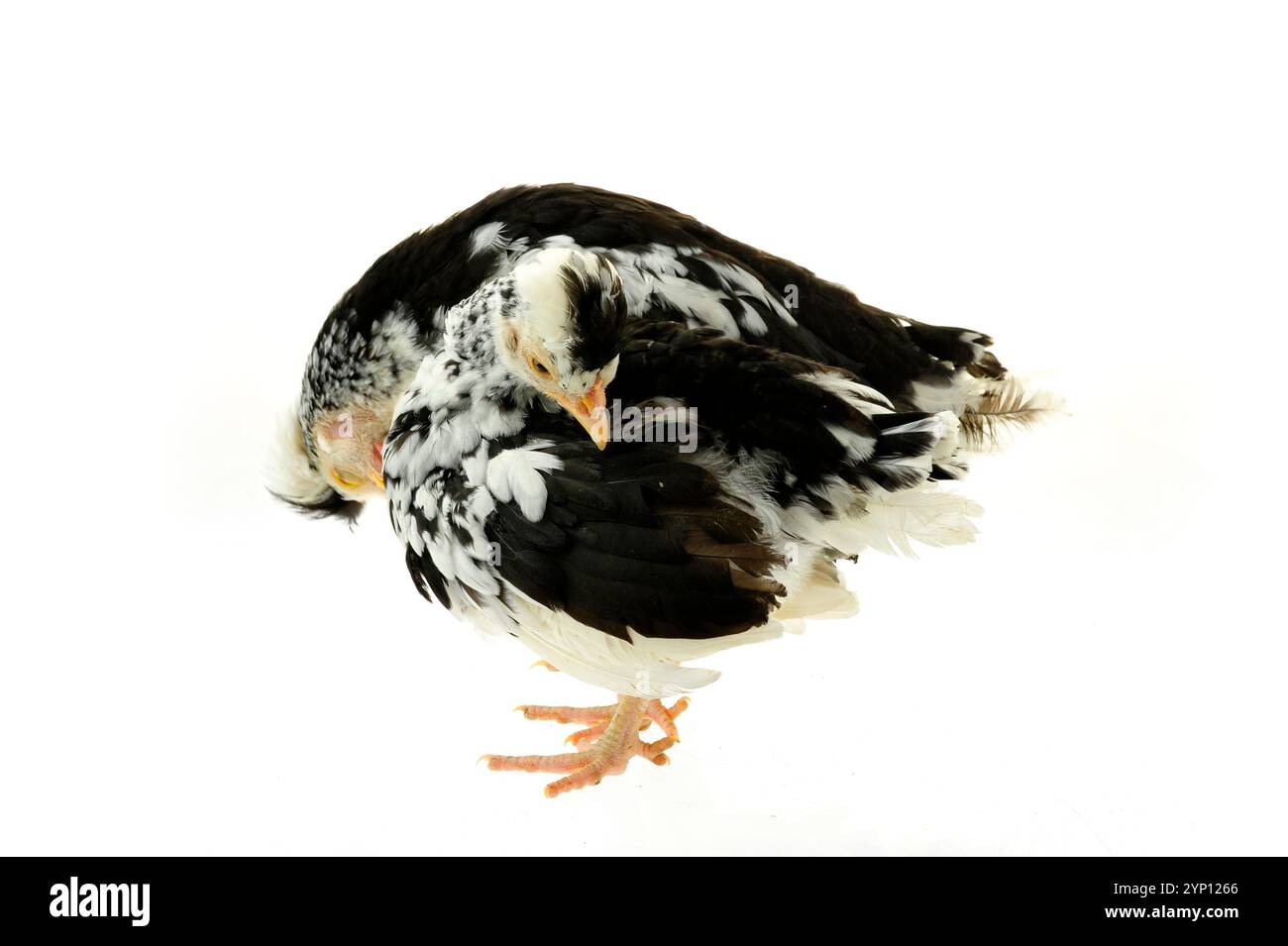 Chicken, chicken wing on a white background Stock Photo - Alamy