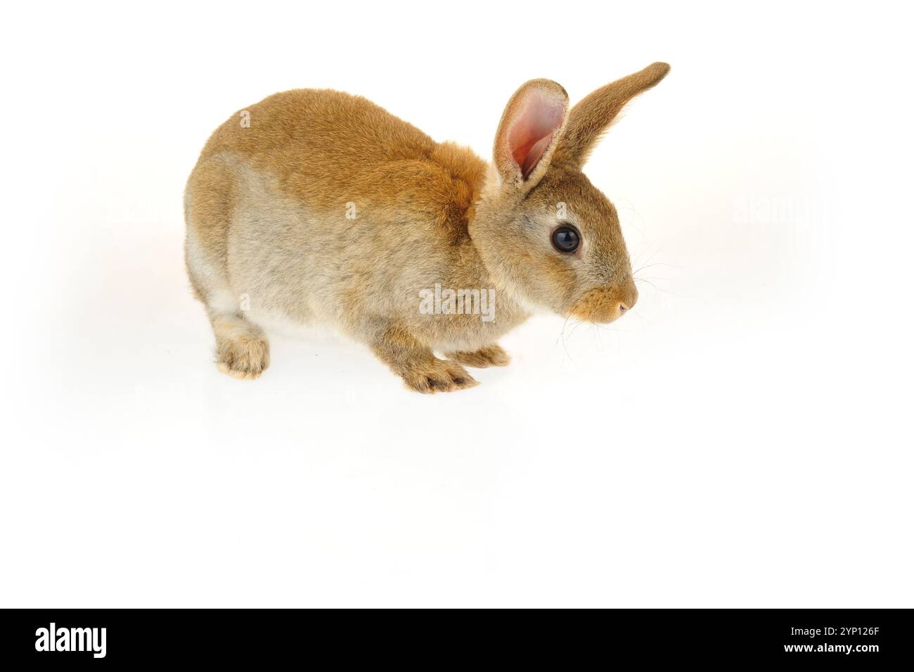 The rabbit in a white background Stock Photo - Alamy