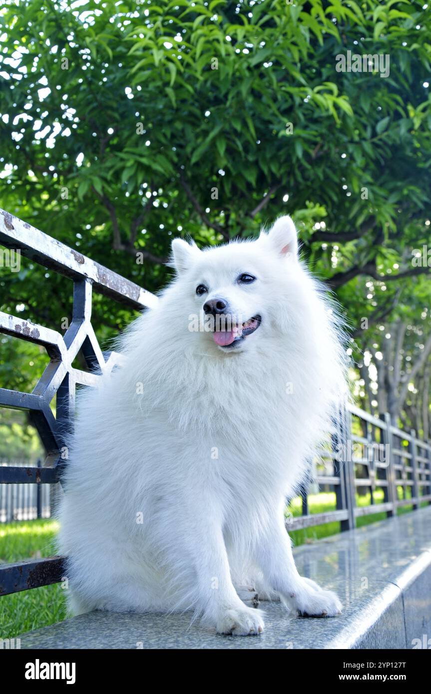 A white silver fox breed in the wild Stock Photo - Alamy