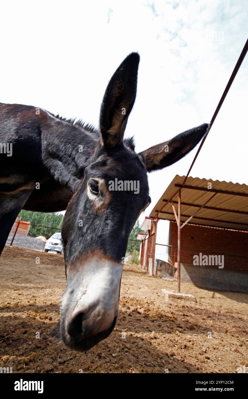 Donkey cheese hi-res stock photography and images - Alamy