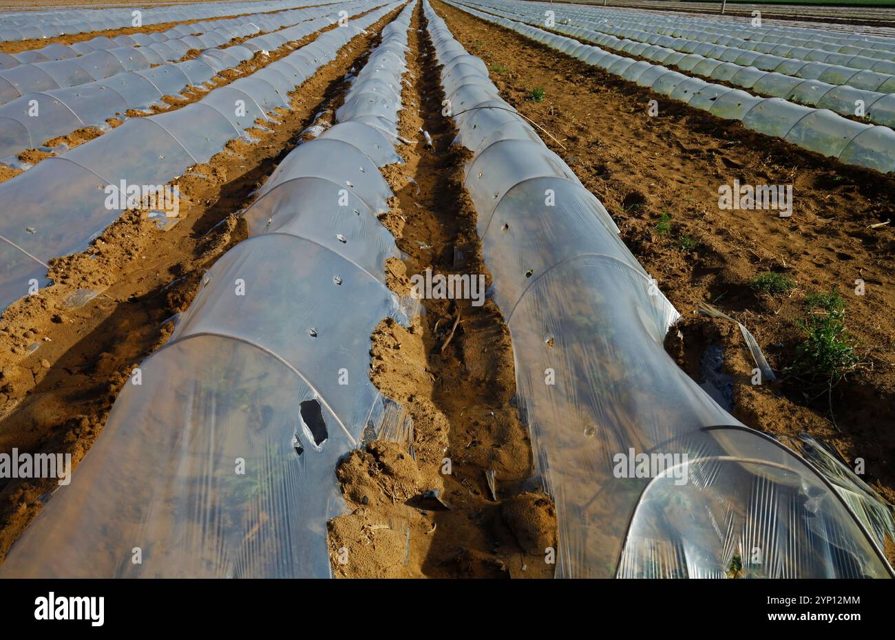 Watermelon planting plastic mulching Stock Photo - Alamy
