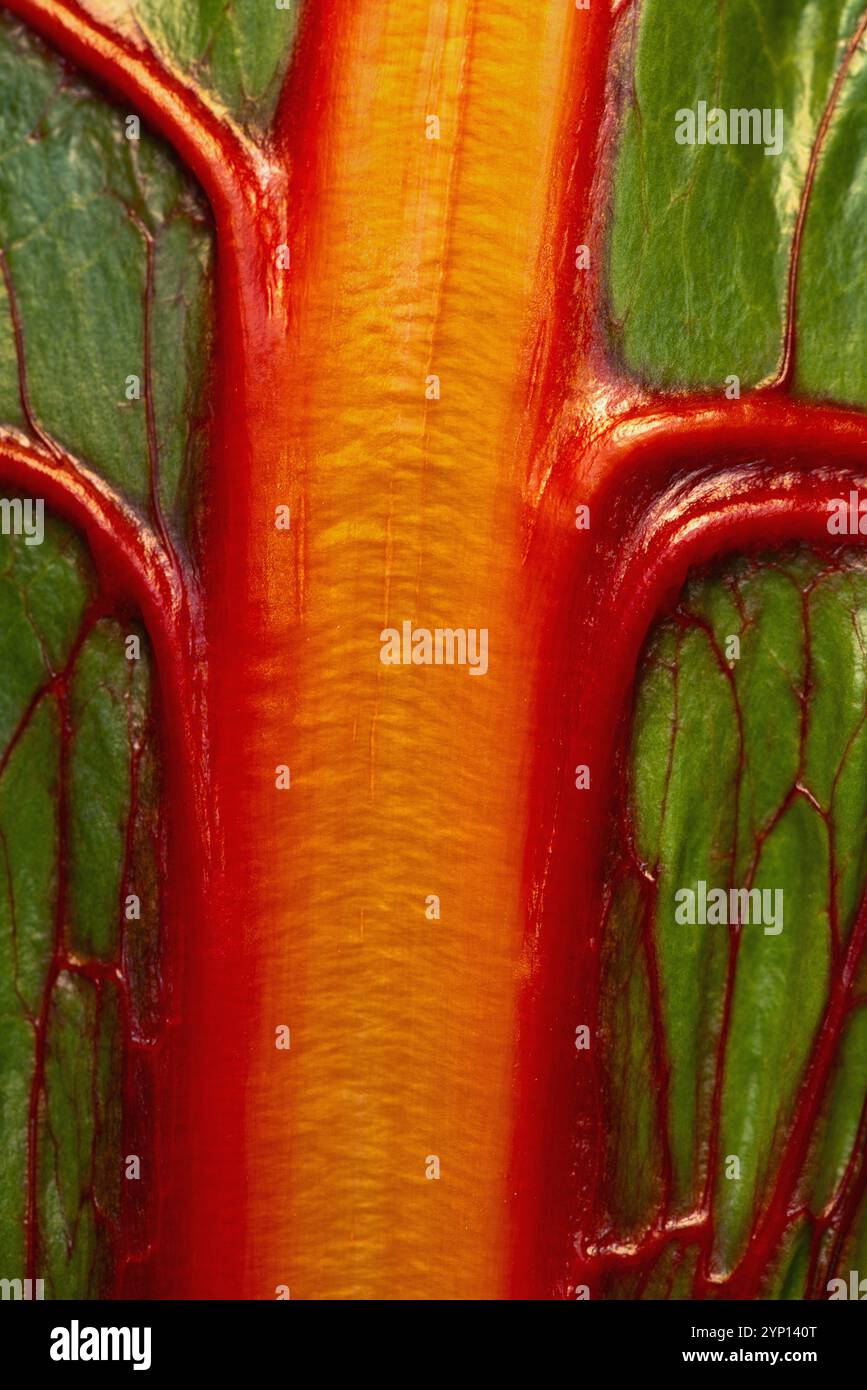 Swiss chard green leafy hi-res stock photography and images - Alamy