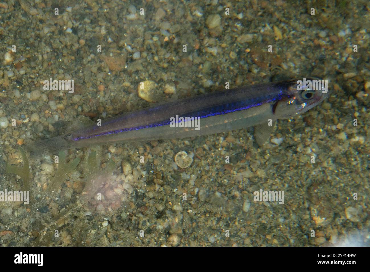 Anchovy, Engraulidae Family, on sand, Tasi Tolu dive site, Dili, East ...