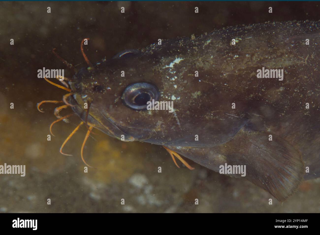 Goatsbeard Brotula, Brotula multibarbata, with orange barbels, Batu ...