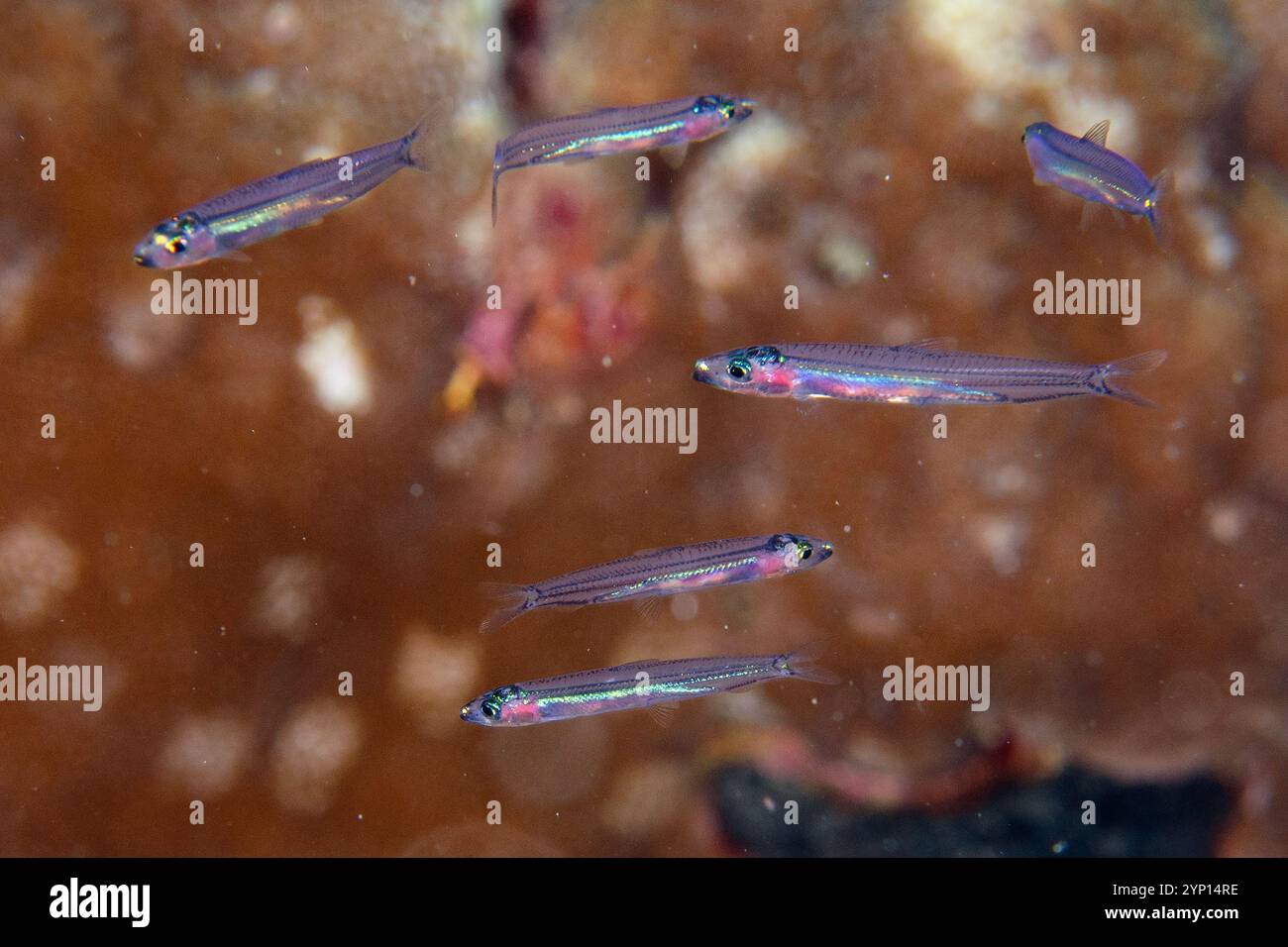 Juvenile Sprat, Spratelloides sp, Mangrove Ridge dive site, Yanggefo ...
