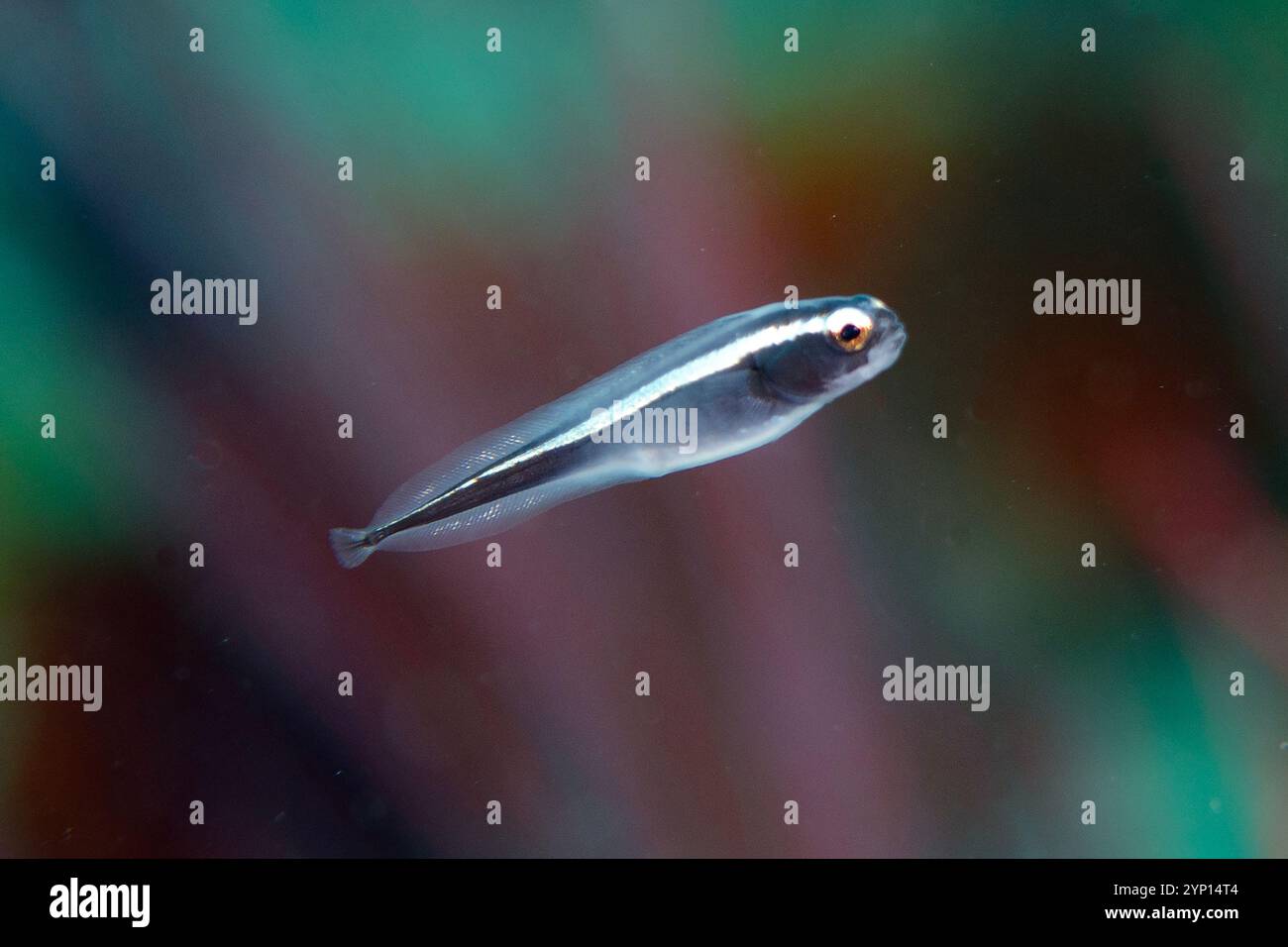 Juvenile Convict Blenny, Pholidichthys leucotaenia, Andiamo, Daram ...