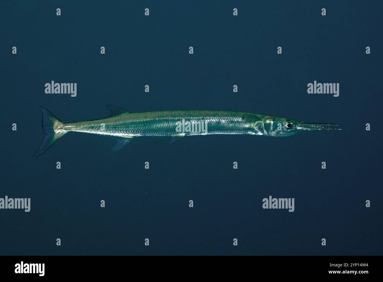 Reef Needlefish, Strongylura incisa, Mangrove Ridge dive site, Yanggefo ...