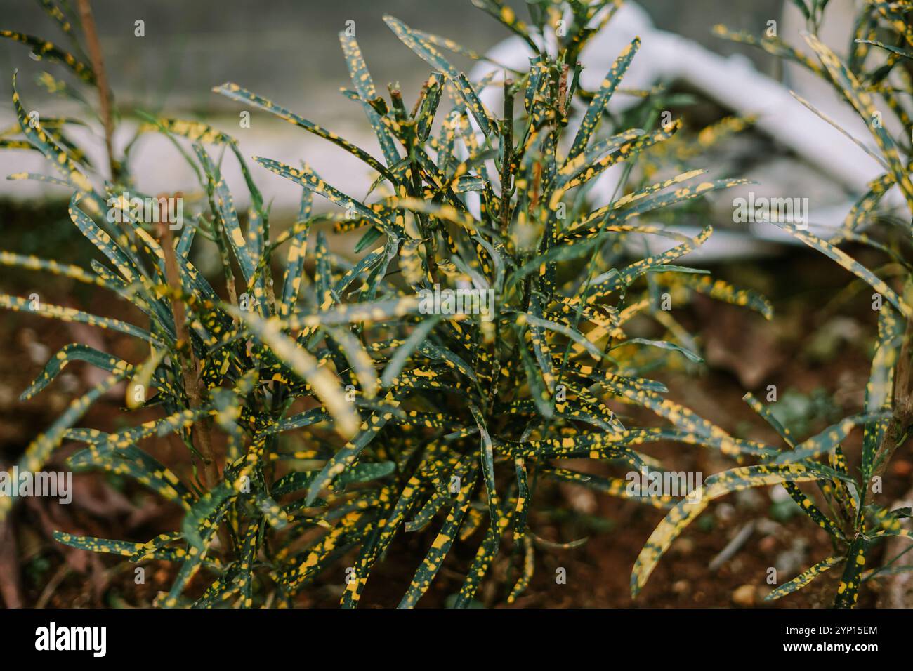 Codiaeum variegatum is a species of Codiaeum, a genus of flowering ...