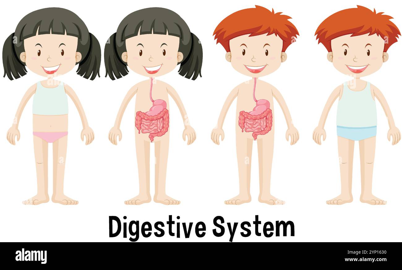 Diagram showing digestive system in children Stock Vector Image & Art ...