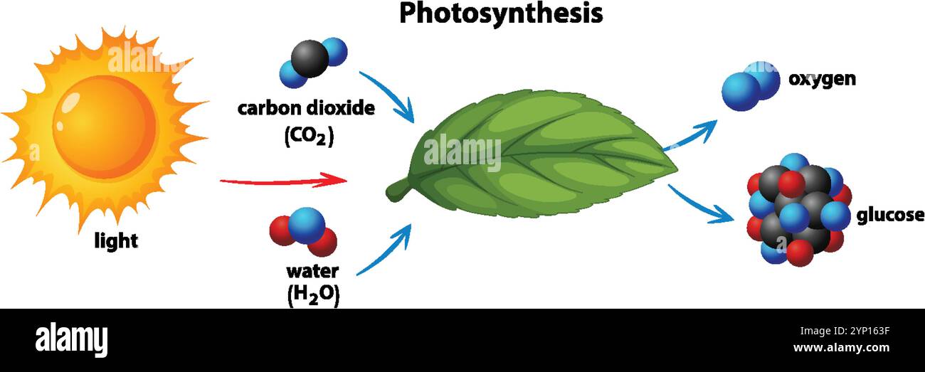 Diagram showing photosynthesis with sun, leaf, molecules Stock Vector ...