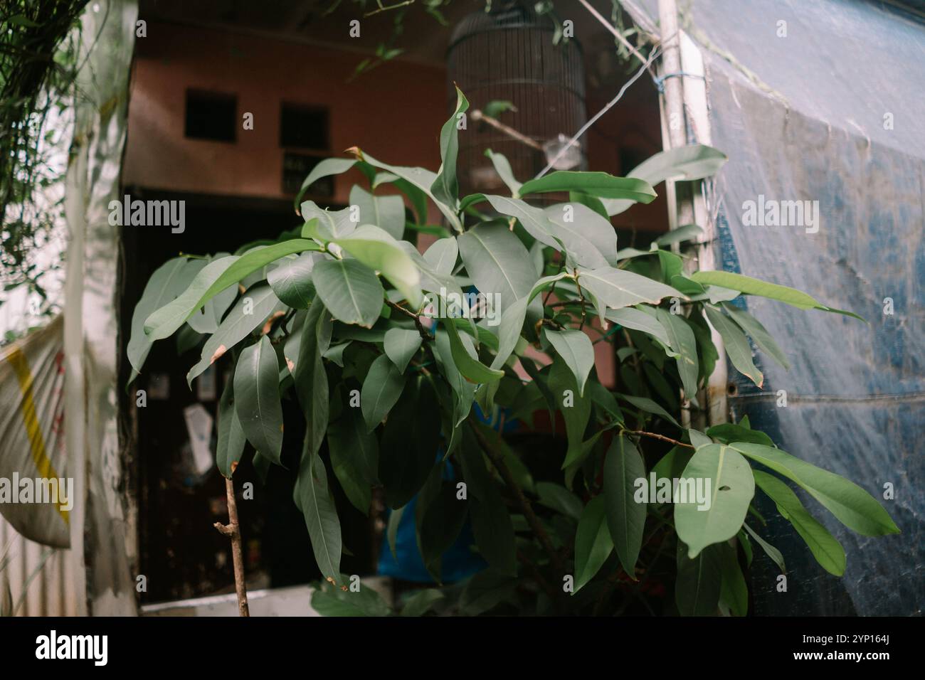 Guava tree leaves in focus, showcasing their smooth texture and vibrant ...