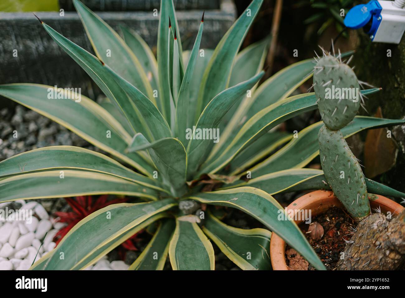 Agave is a genus of monocots native to the arid regions of the Americas ...