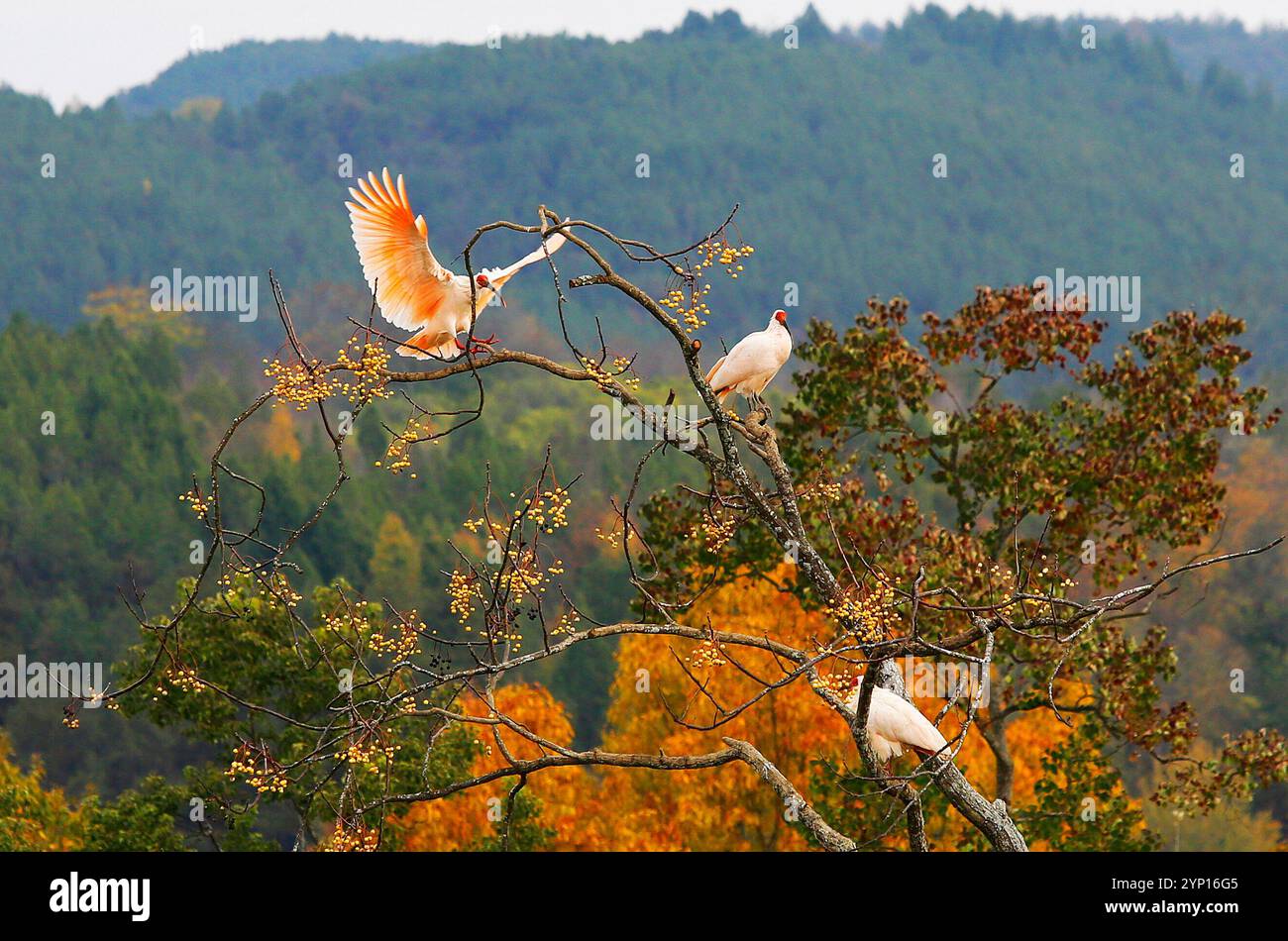 A group of wild crested ibis rest on a bitter neem tree in the ...