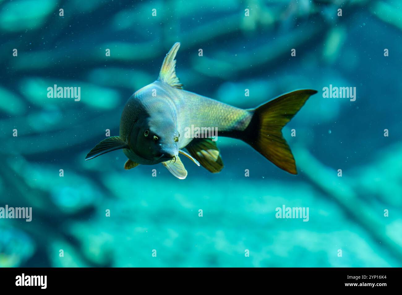 Innsbruck, Austria. 25th Nov, 2024. A fish swims in an aquarium at ...