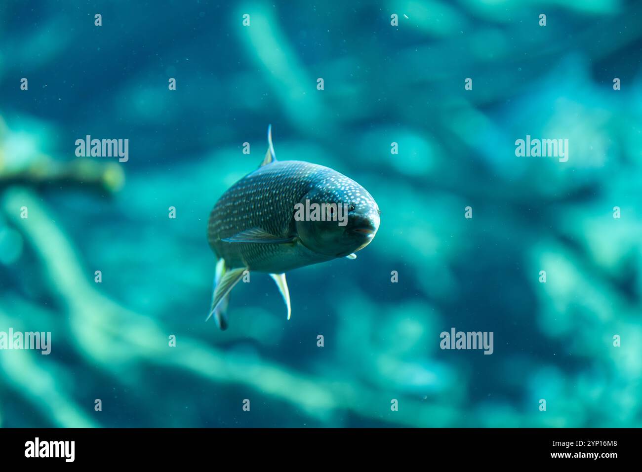 Innsbruck, Austria. 25th Nov, 2024. A fish swims in an aquarium at ...