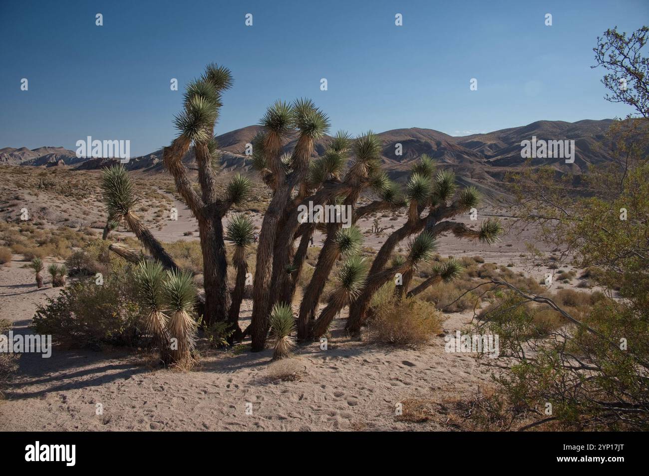Desert flora and geology hi-res stock photography and images - Alamy