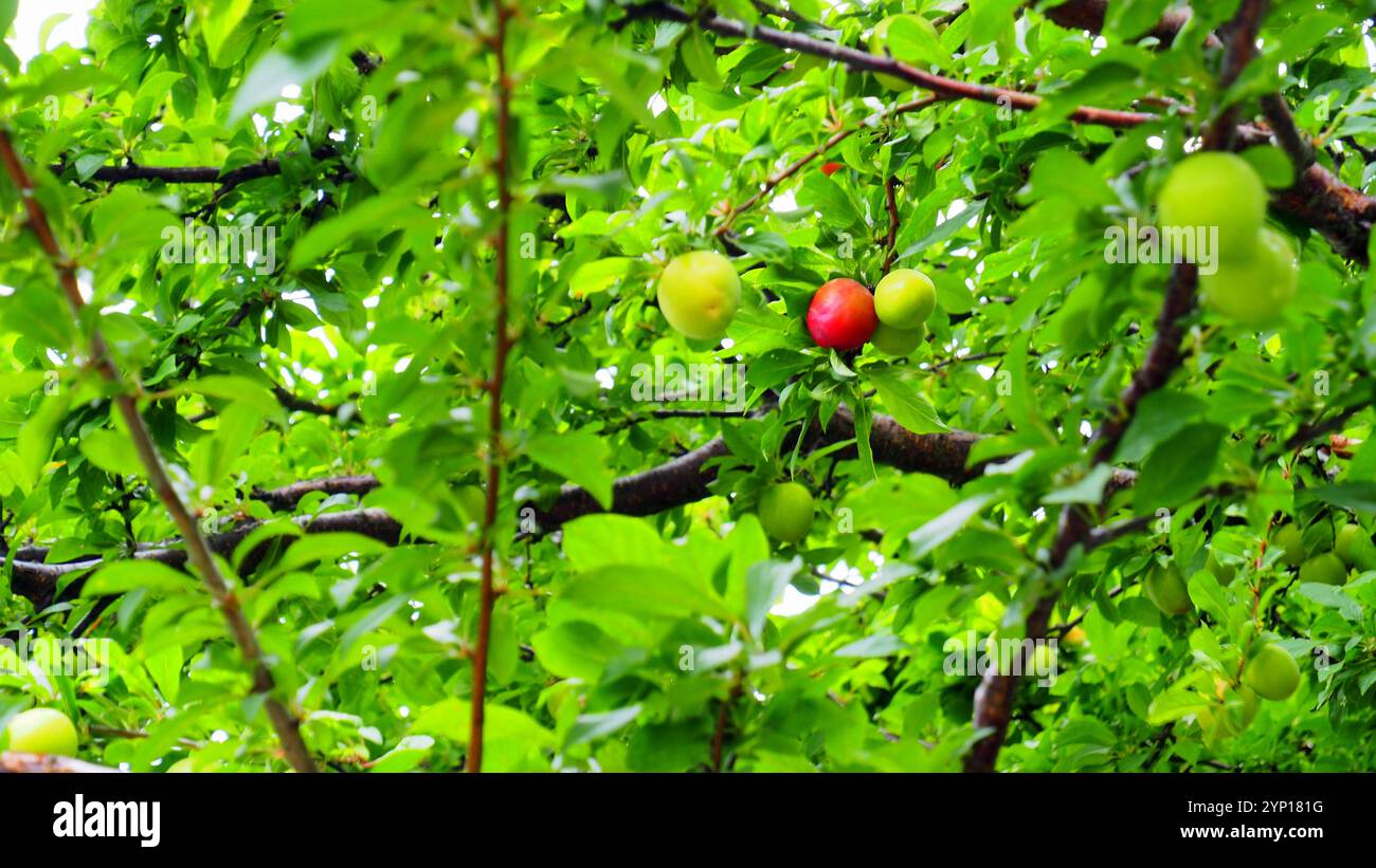 Plums on the Wilsons early variety plum tree, just beginning to turn ...