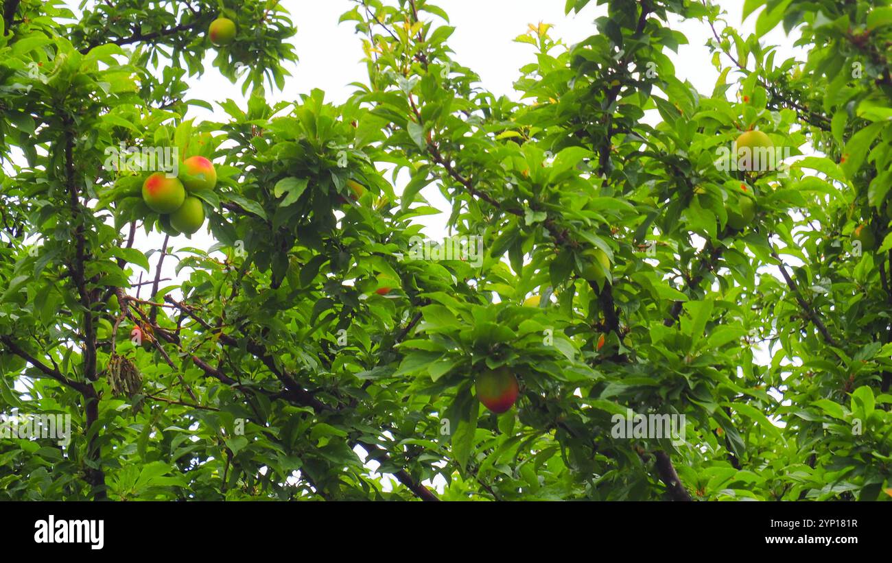 Plums on the Wilsons early variety plum tree, just beginning to turn ...
