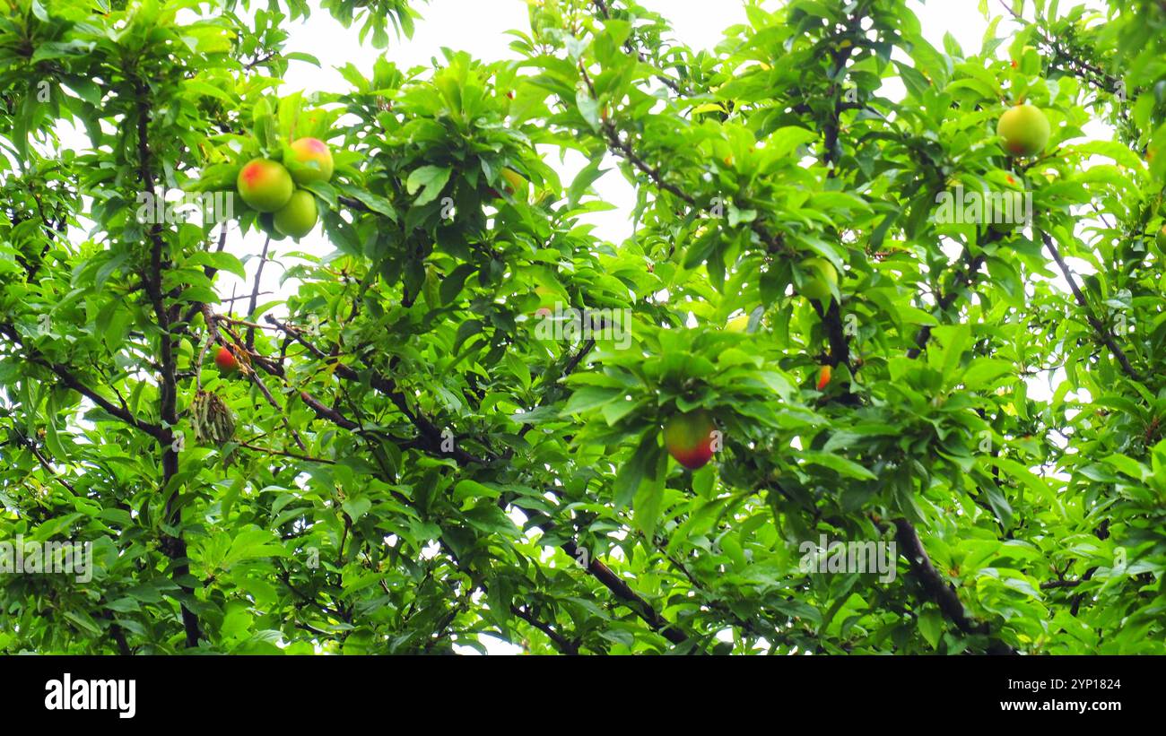 Plums on the Wilsons early variety plum tree, just beginning to turn ...