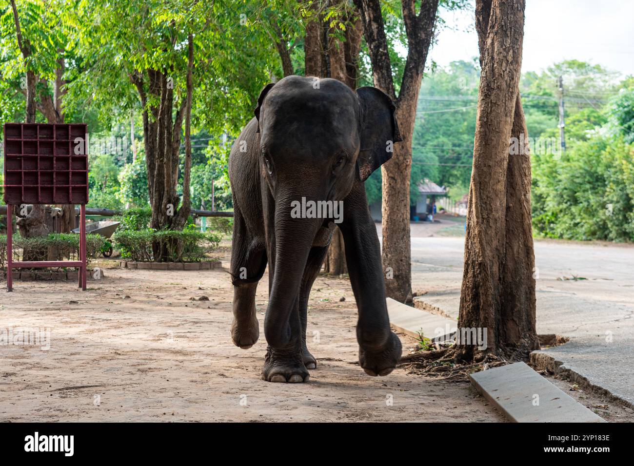 Asian elephant at Elephant Study Center. A baby elephant plays in an ...