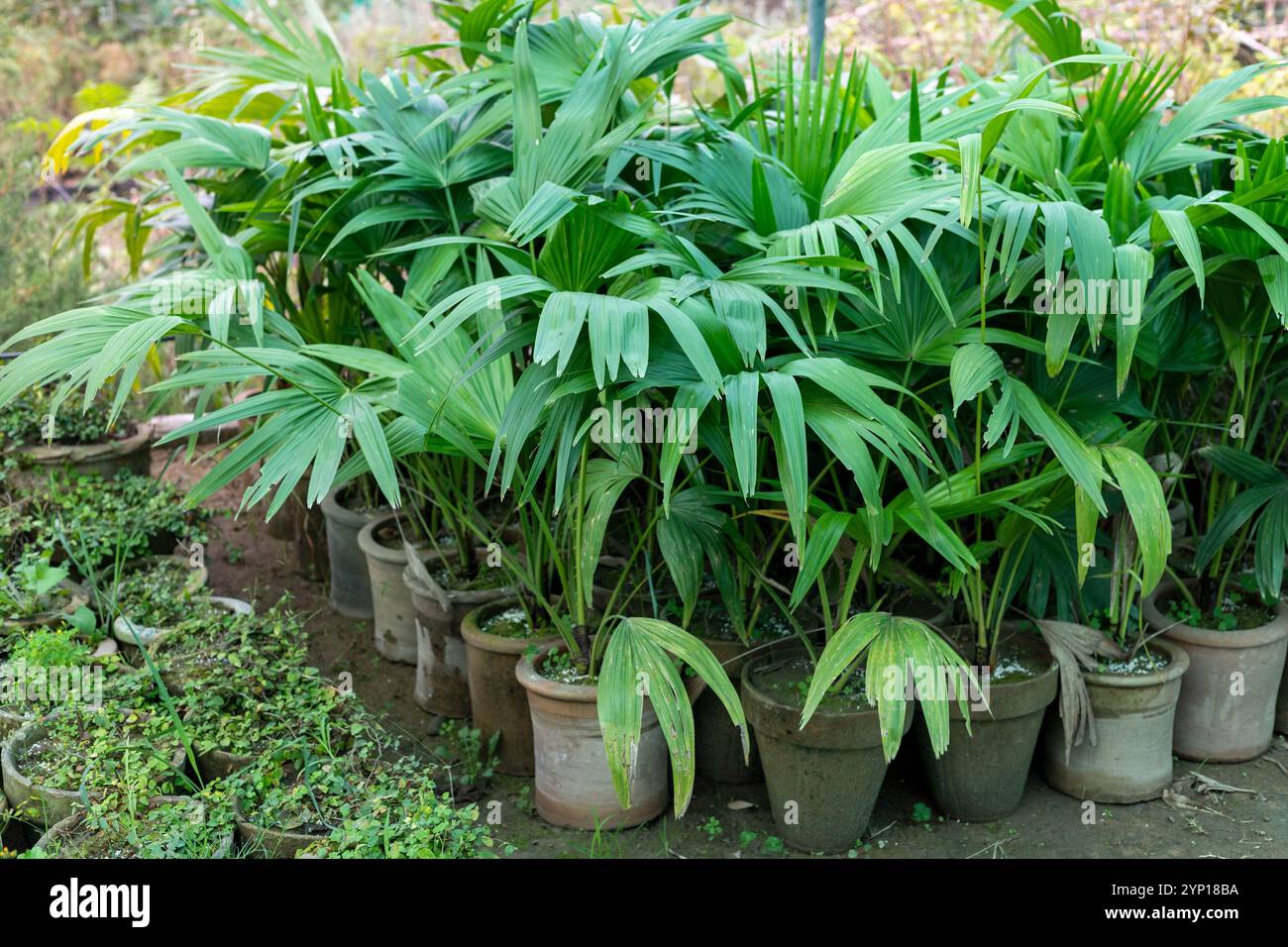 Livistona Rotundifolia table palm trees in plant nursery for sale Stock ...