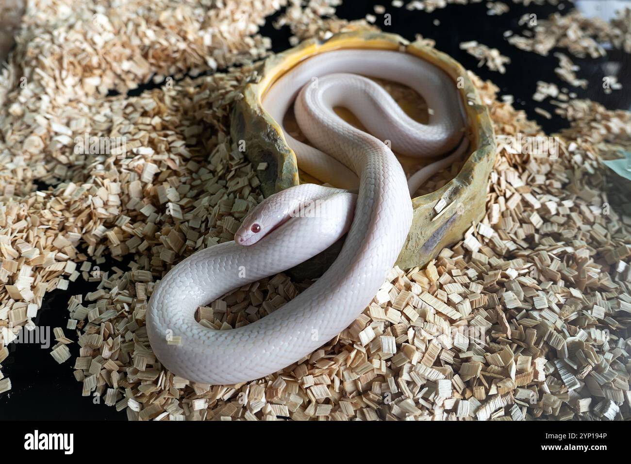 Long white rat snake inside transparent glass terrarium for exotic ...