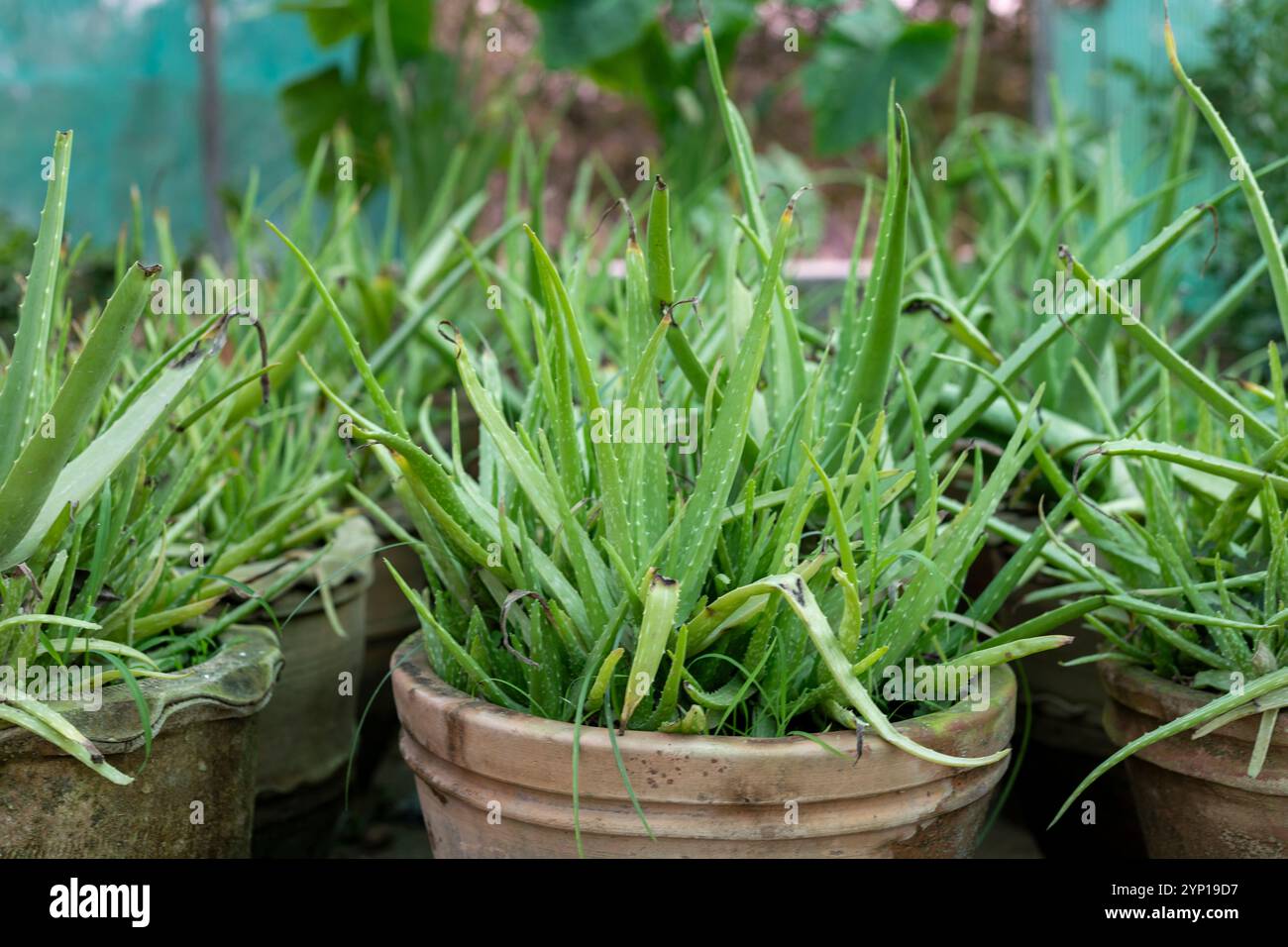 Pots in nursery hi-res stock photography and images - Alamy
