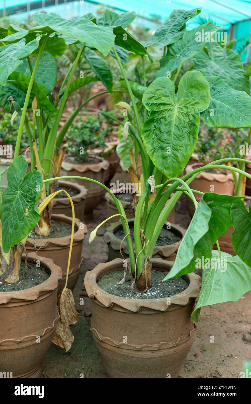 Alocasia elephant ear plants in pots Stock Photo - Alamy