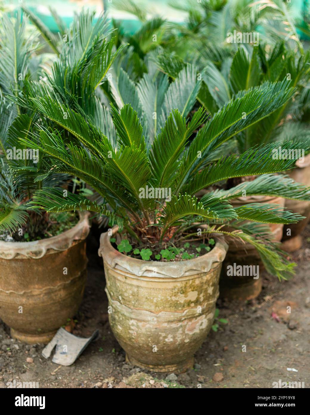 Japanese garden nursery hi-res stock photography and images - Alamy