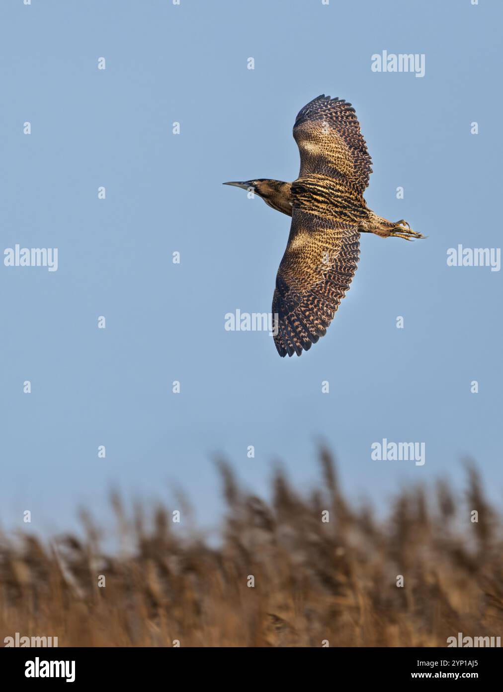 A bittern (Botaurus stellaris) in flight over a Norfolk reedbed Stock ...