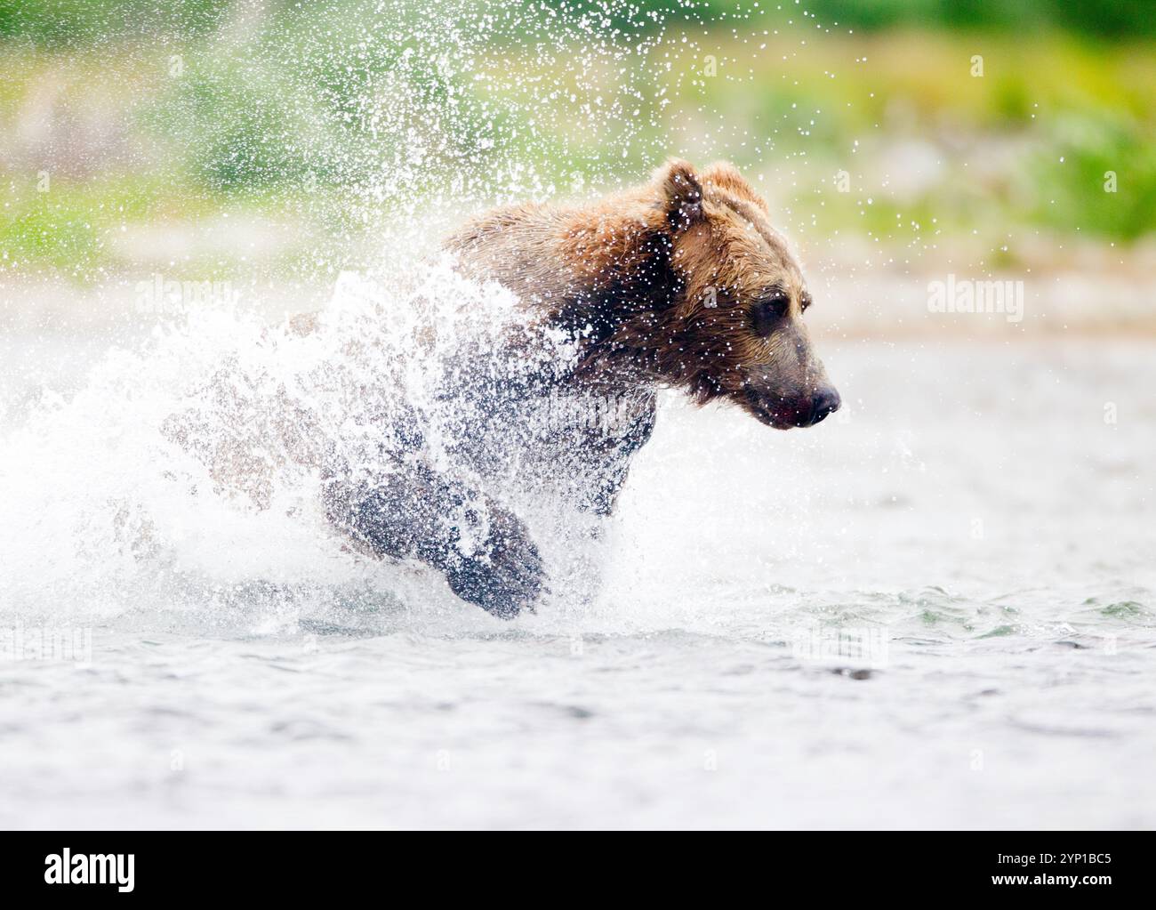 Charging grizzly bear hi-res stock photography and images - Alamy