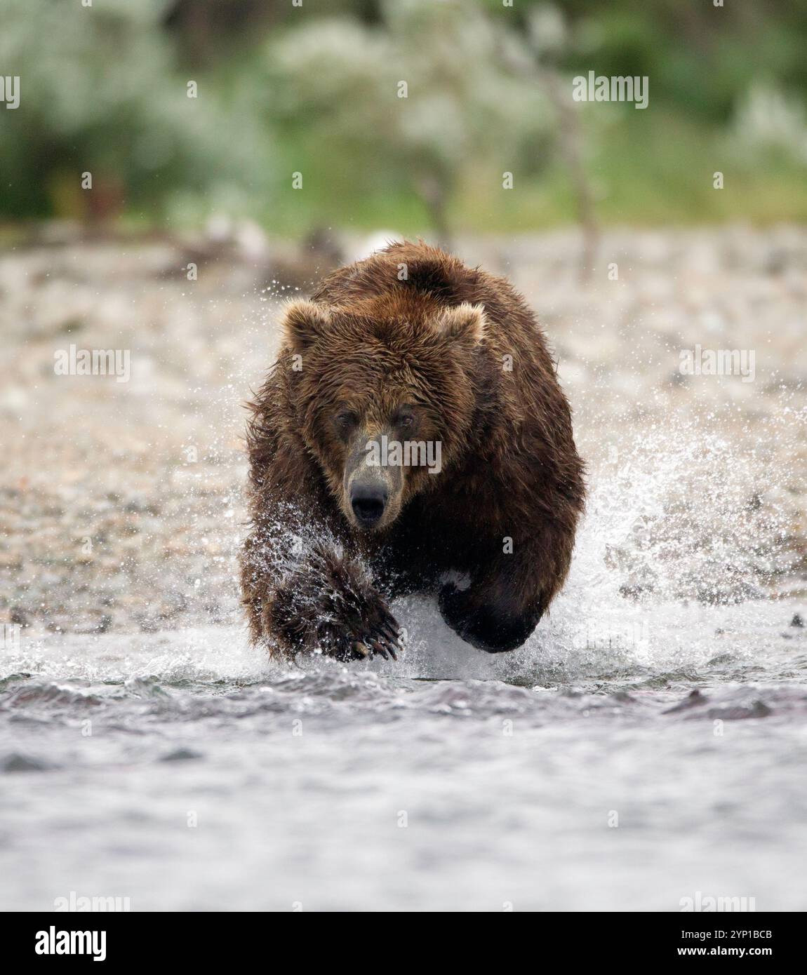 Alaska Brown Bear Charging into River Stock Photo - Alamy