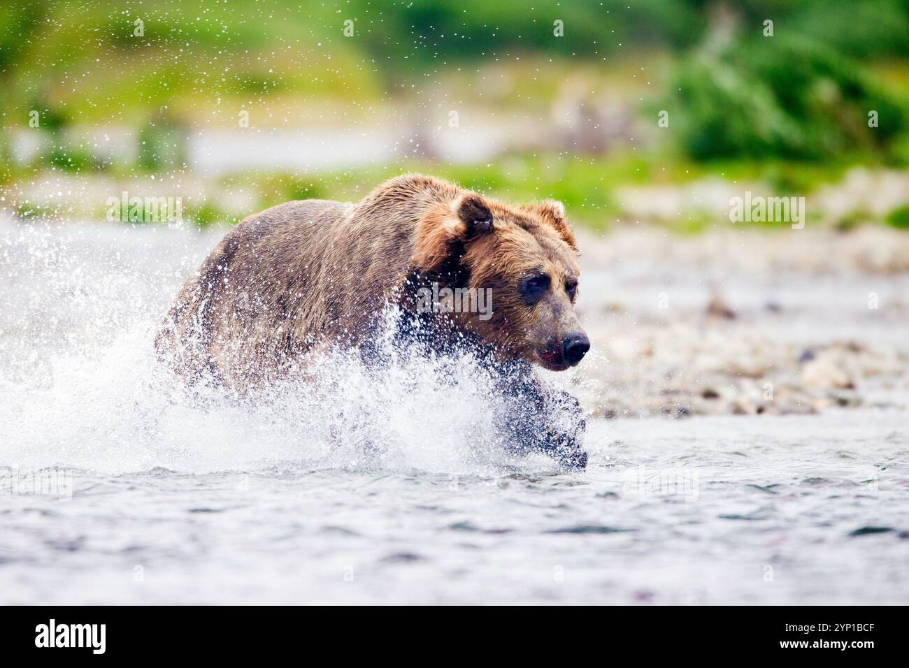 Alaska Brown Bear Charging into River Stock Photo - Alamy