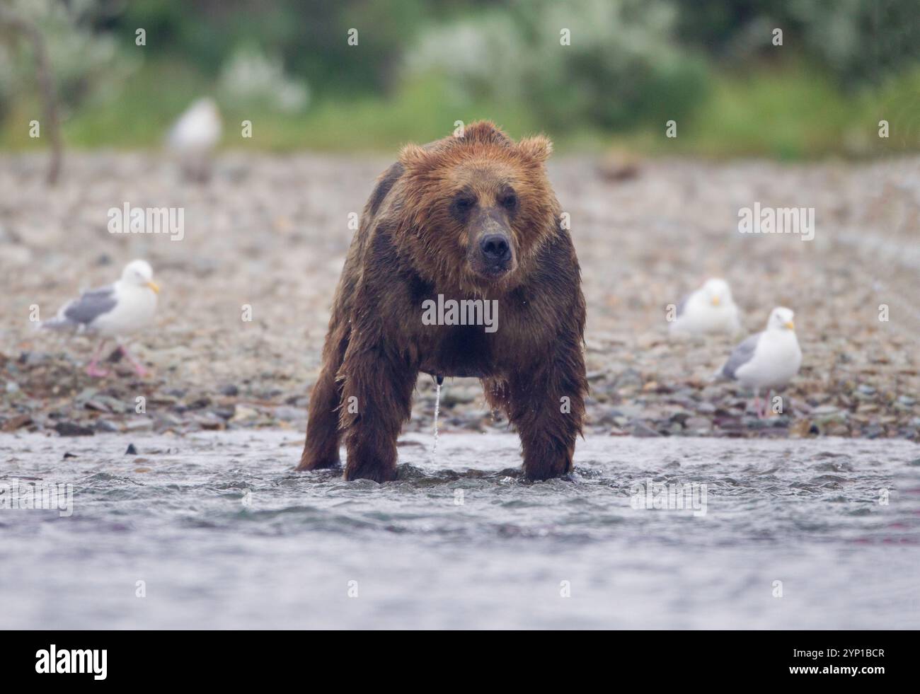 Alaska Brown Bear Urinating in River Stock Photo - Alamy