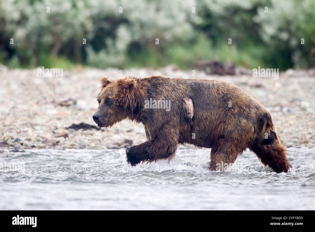 Alaska Brown Bear With Large Wound on Side Stock Photo - Alamy