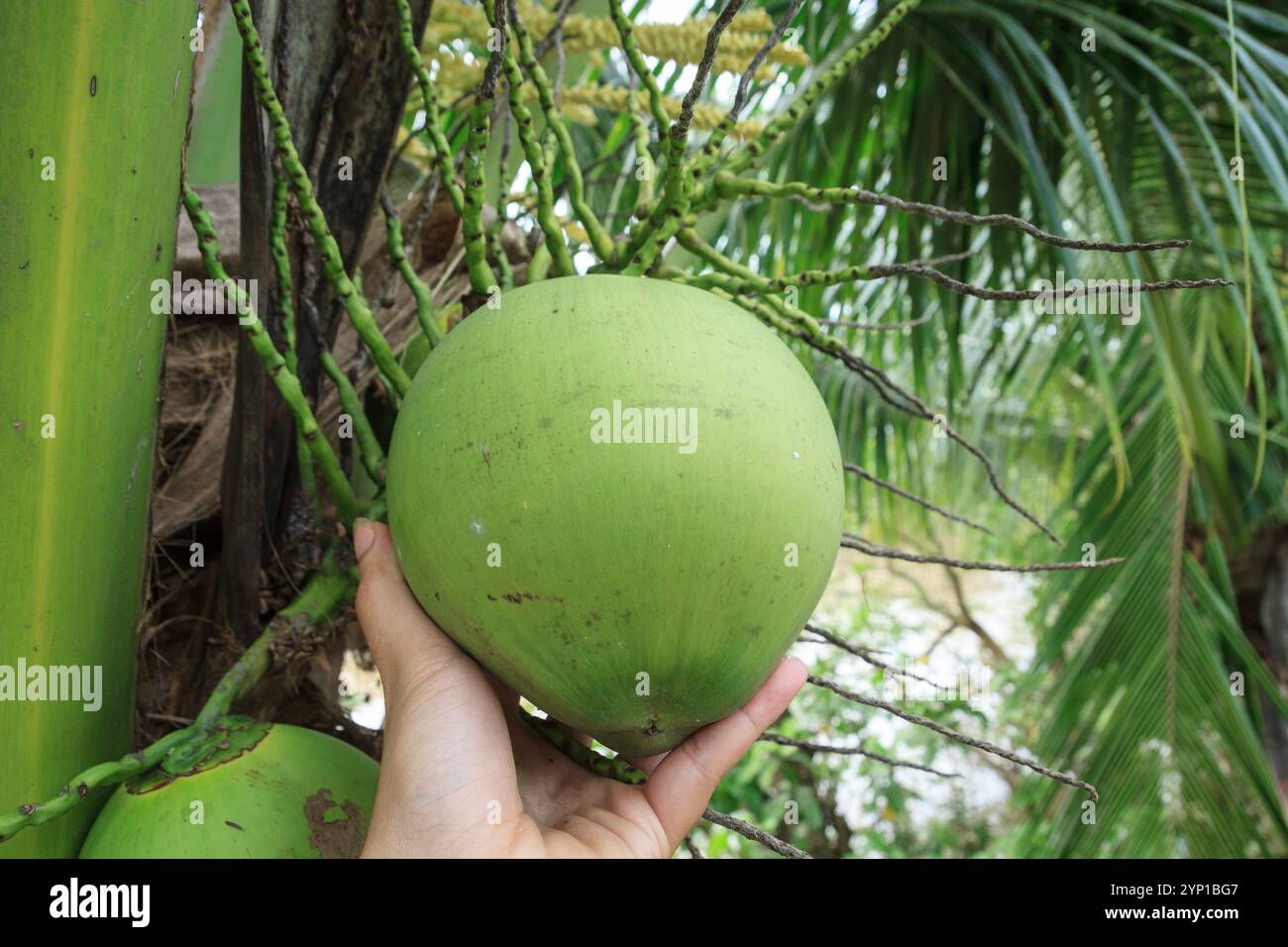 Coconut tree riverside, Hoa Ninh, Long Ho, Vinh Long, Vietnam Stock ...