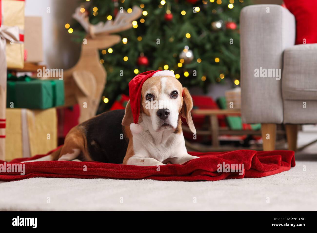 Cute beagle dog in Santa hat lying on floor near Christmas tree at home ...