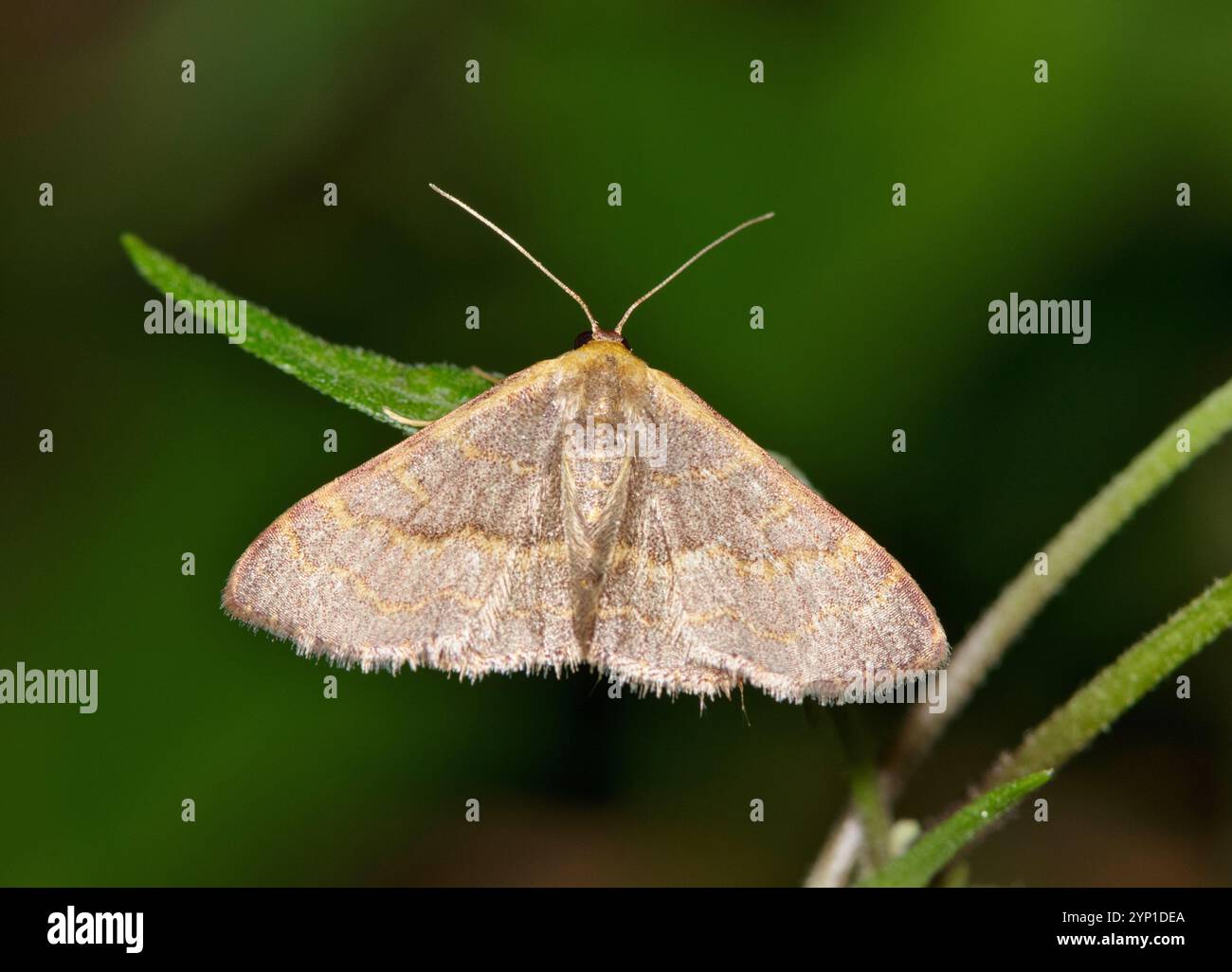 Pannaria wave moth hi-res stock photography and images - Alamy