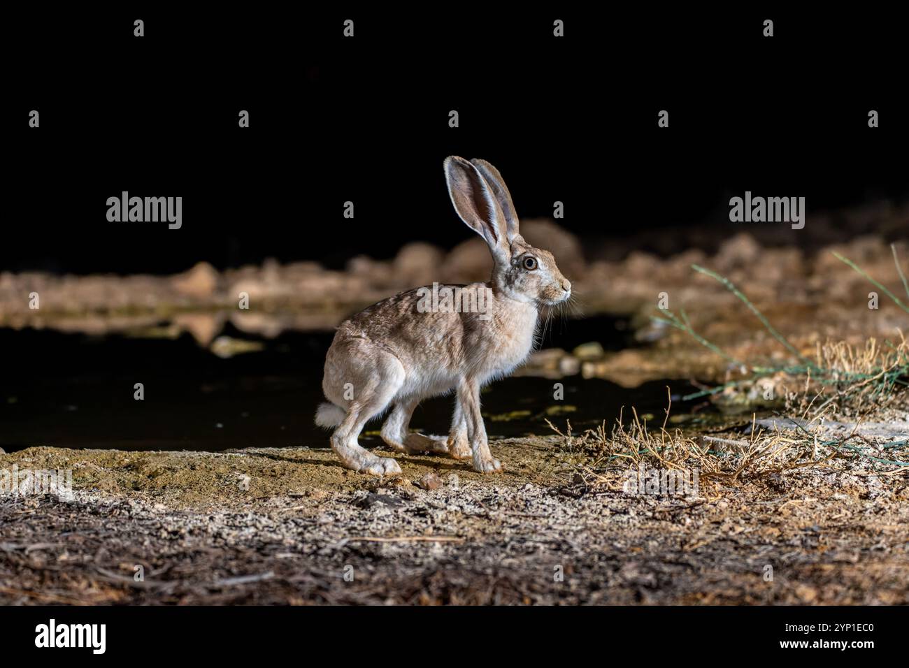 Cape hare (Lepus capensis arabicus Stock Photo - Alamy