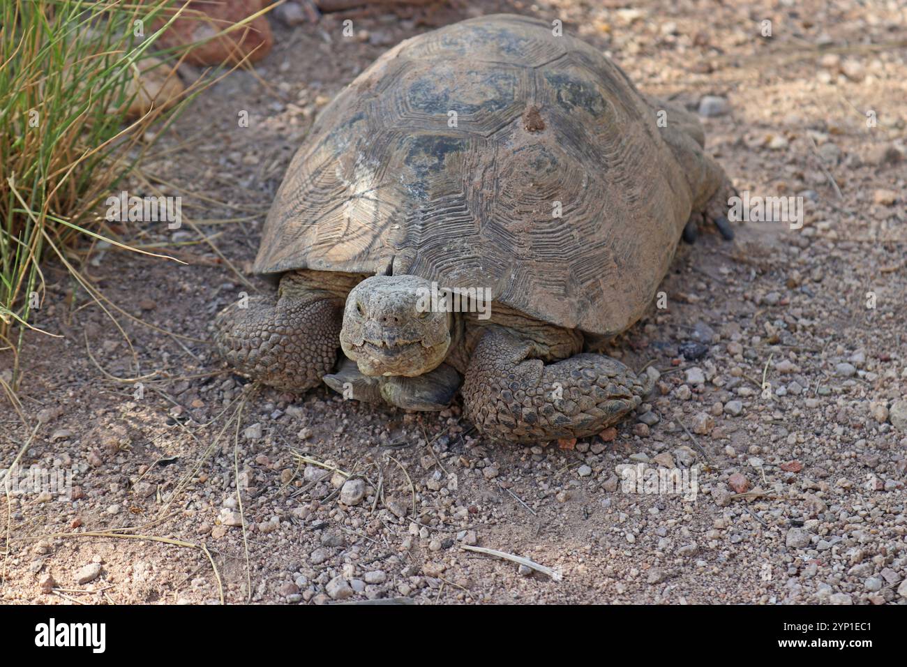 Desert Tortoise most likely Morafka's or the Sonoran Desert Tortoise ...