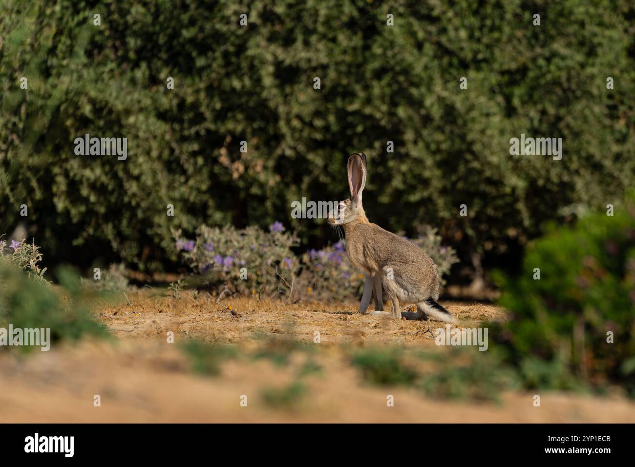 Cape hare (Lepus capensis arabicus Stock Photo - Alamy