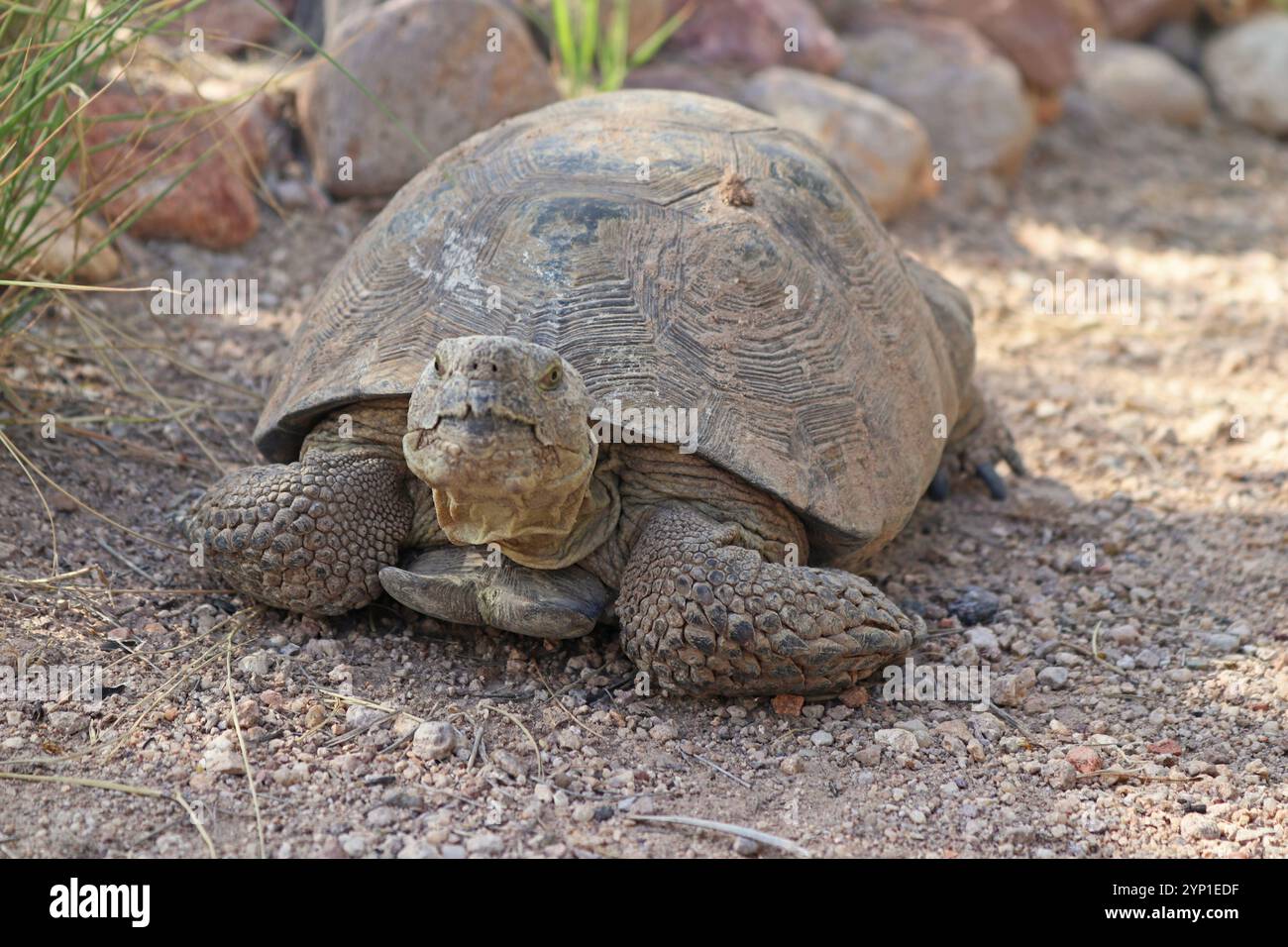 Desert Tortoise a species in the family Testudinidae (Gopherus ...