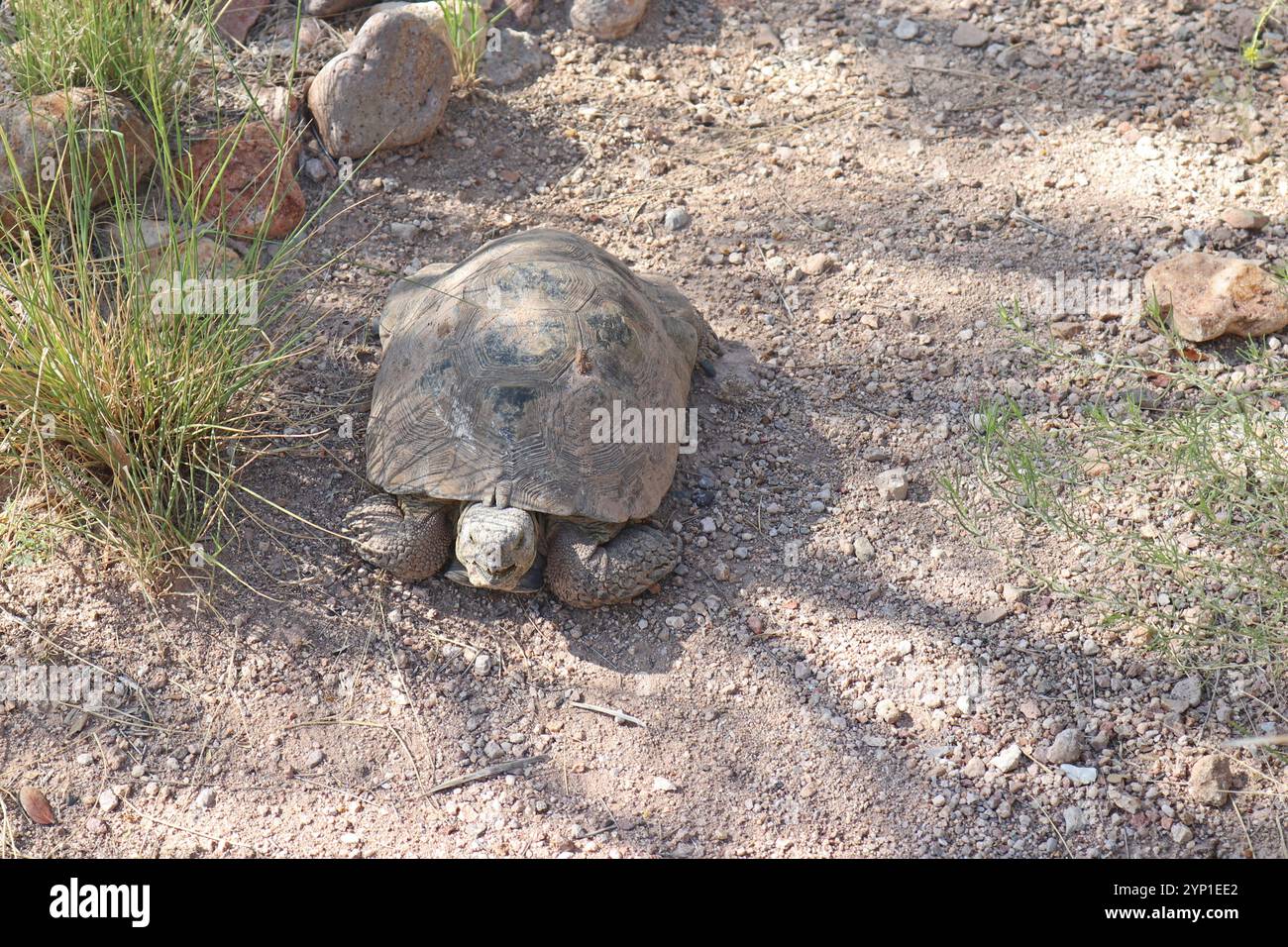 Desert Tortoise, Morafka's Desert Tortoise or the Sonoran Desert Tortoise (Gopherus morafkai ...