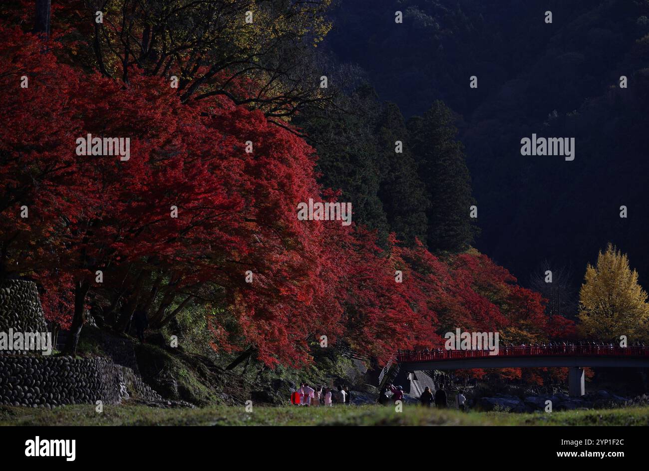 People visit Korankei Valley to view colorful autum leaves in Asuke ...