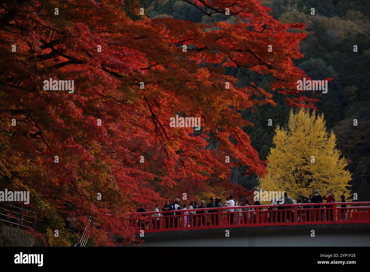People visit Korankei Valley to view colorful autum leaves in Asuke ...