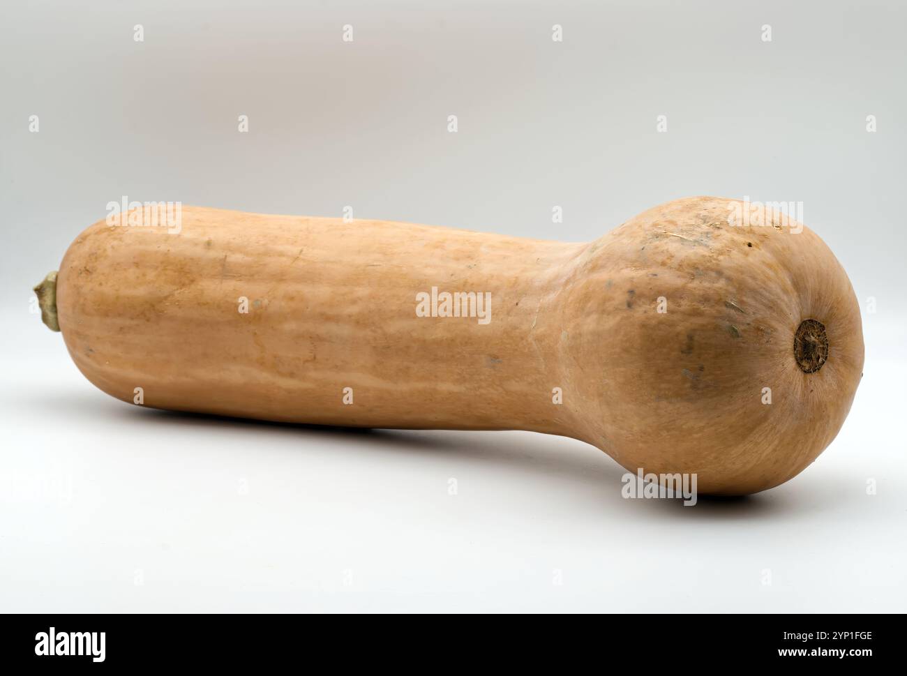 Fresh butternut squash is presented against a plain white background ...