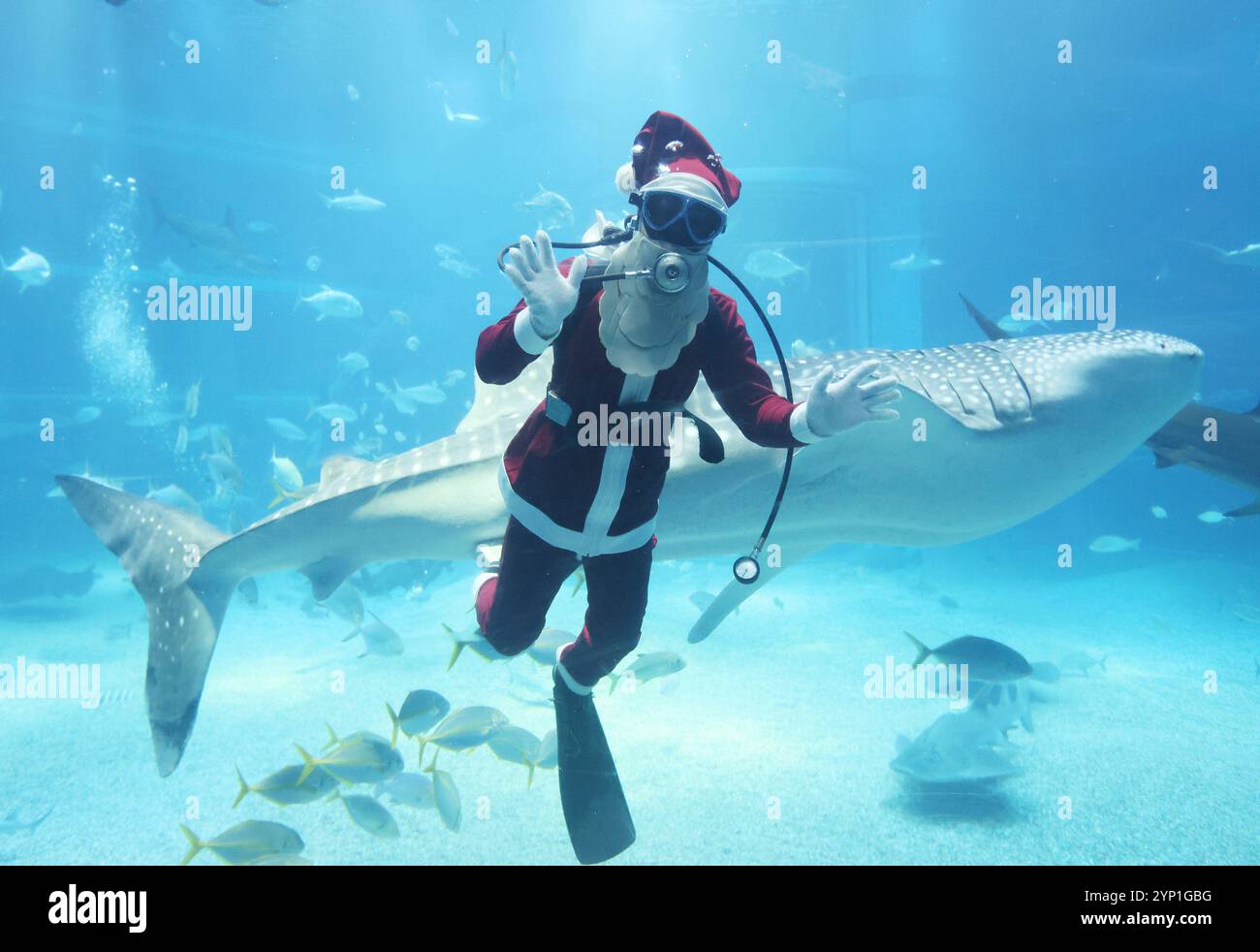 A diver clad in Santa Claus poses with fish in the water tank at Osaka ...
